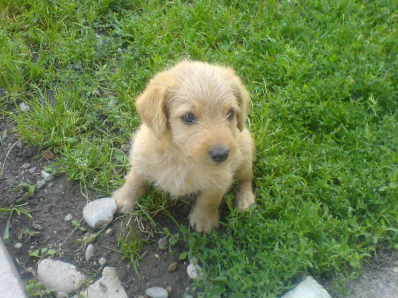 Mjesanca pudlice poklanjam