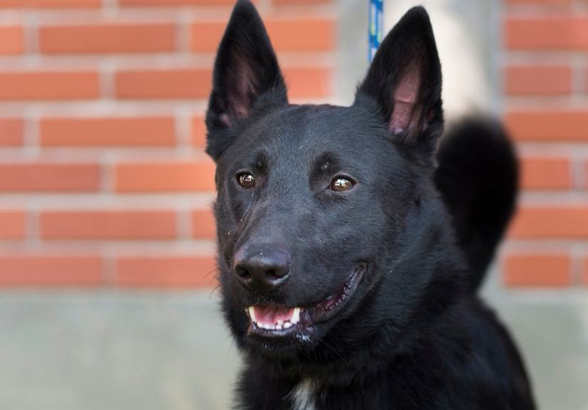 Mobi - zvrkasti križani ovčar (just another black dog) [azil Dumovec]