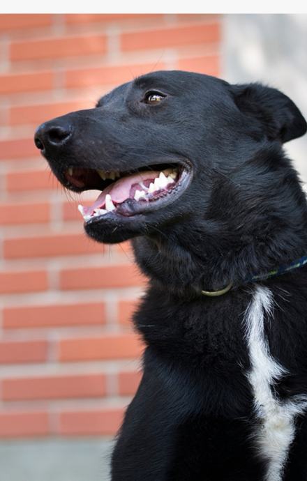 Mobi - zvrkasti križani ovčar (just another black dog) [azil Dumovec]