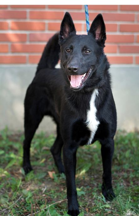 Mobi - zvrkasti križani ovčar (just another black dog) [azil Dumovec]