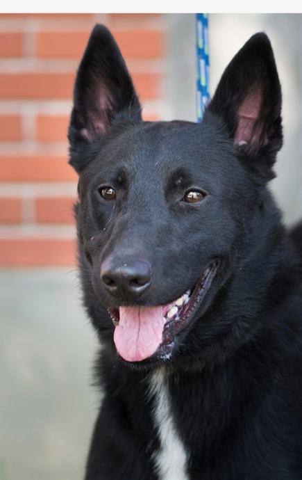 Mobi - zvrkasti križani ovčar (just another black dog) [azil Dumovec]