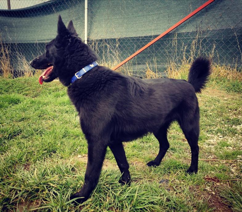 Mobi - zvrkasti križani ovčar (just another black dog) [azil Dumovec]