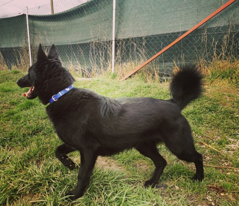 Mobi - zvrkasti križani ovčar (just another black dog) [azil Dumovec]