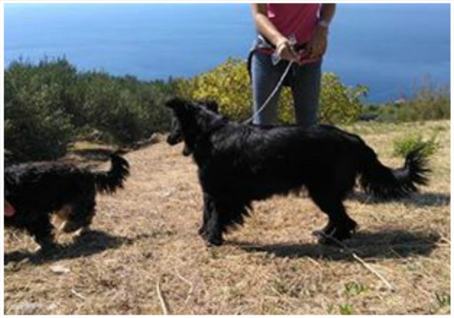 MOME - cura, crni samojed