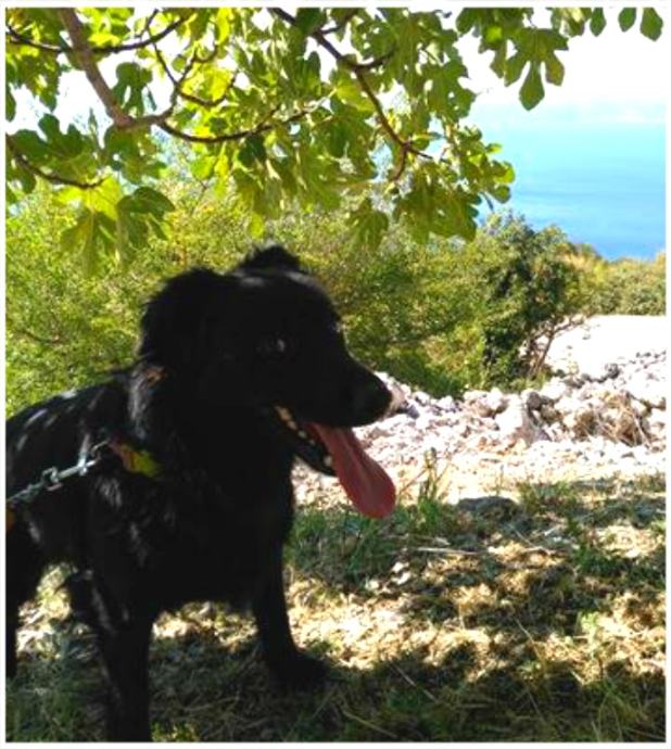MOME - cura, crni samojed