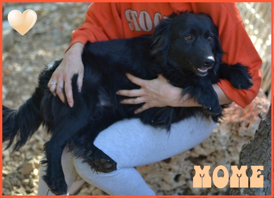 MOME - cura, crni samojed