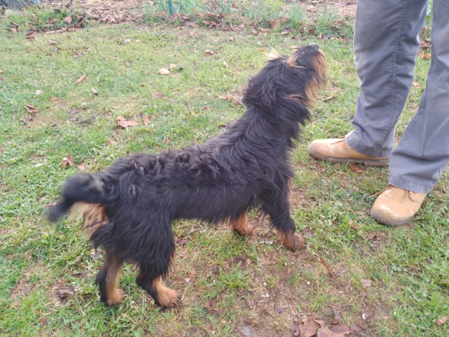 Njemački lovni terijer