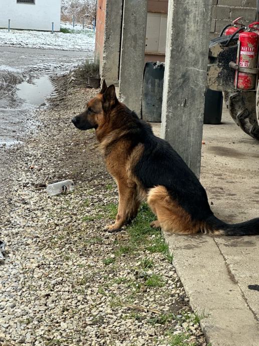 Njemacki ovcar*poklanjam*