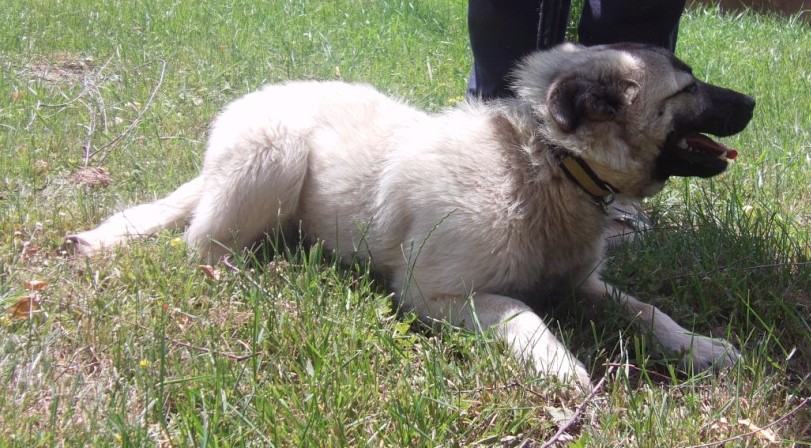 Njemački ovčar-zlatni retriver