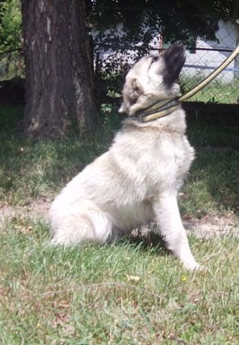 Njemački ovčar-zlatni retriver