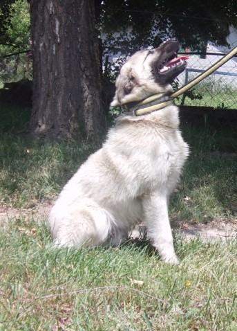 Njemački ovčar-zlatni retriver