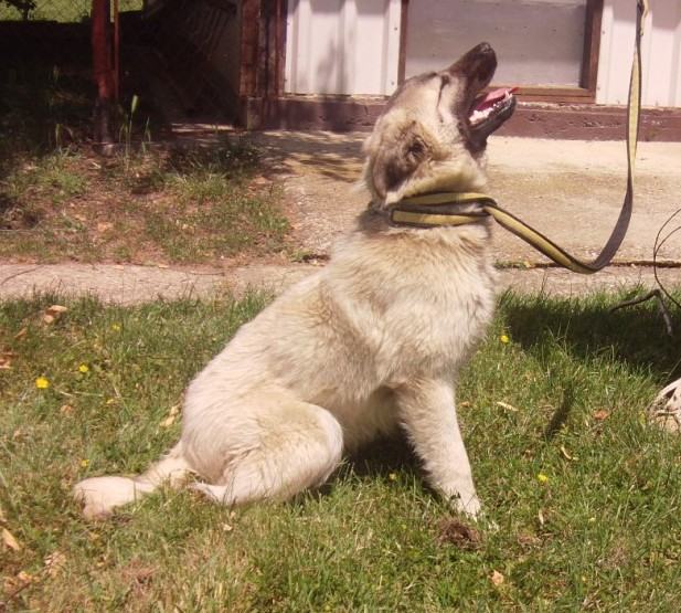 Njemački ovčar-zlatni retriver