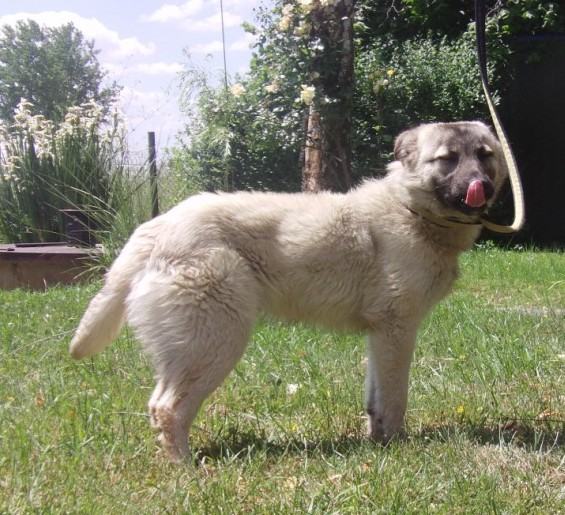 Njemački ovčar-zlatni retriver