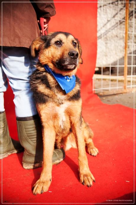 NOA velik, lijep, dobar prema svima i uvijek nasmijan :)