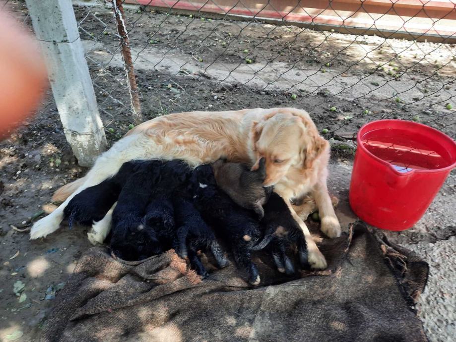P.... stence stare 2 tjedna mjesanac Hrv.ovcara i Zlatnog retrivera