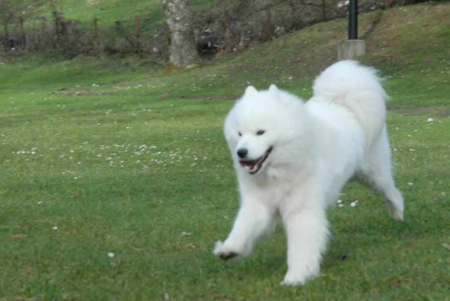 PAS na poklon-cistokrvni SAMOJED..MOLIMO ,procitati oglas do kraja