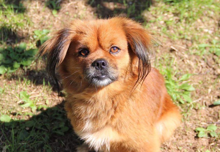 PEKINEZER MIX, KRUNO - TRAŽI DOM