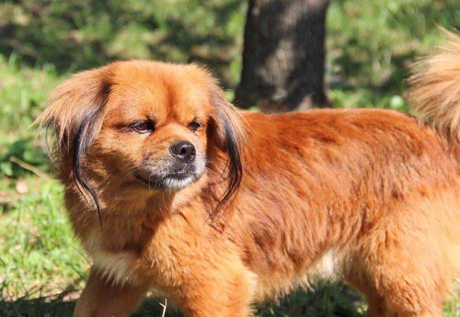 PEKINEZER MIX, KRUNO - TRAŽI DOM