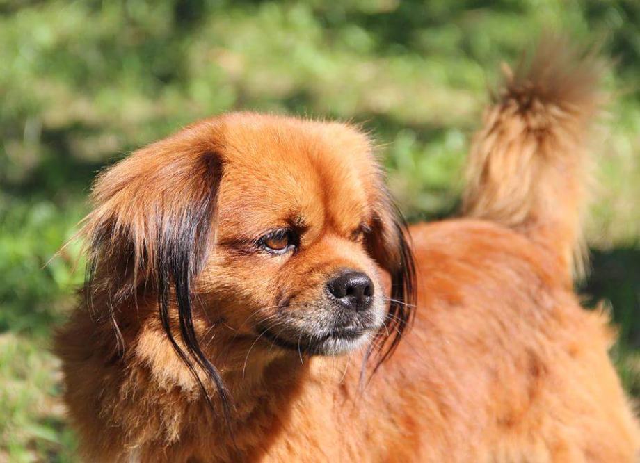 PEKINEZER MIX, KRUNO - TRAŽI DOM