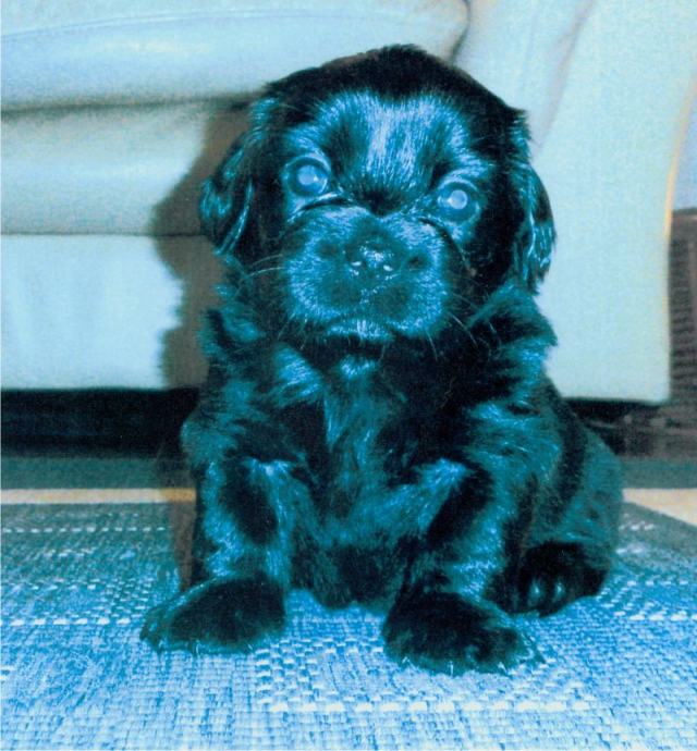 Pekinezer - mješanac