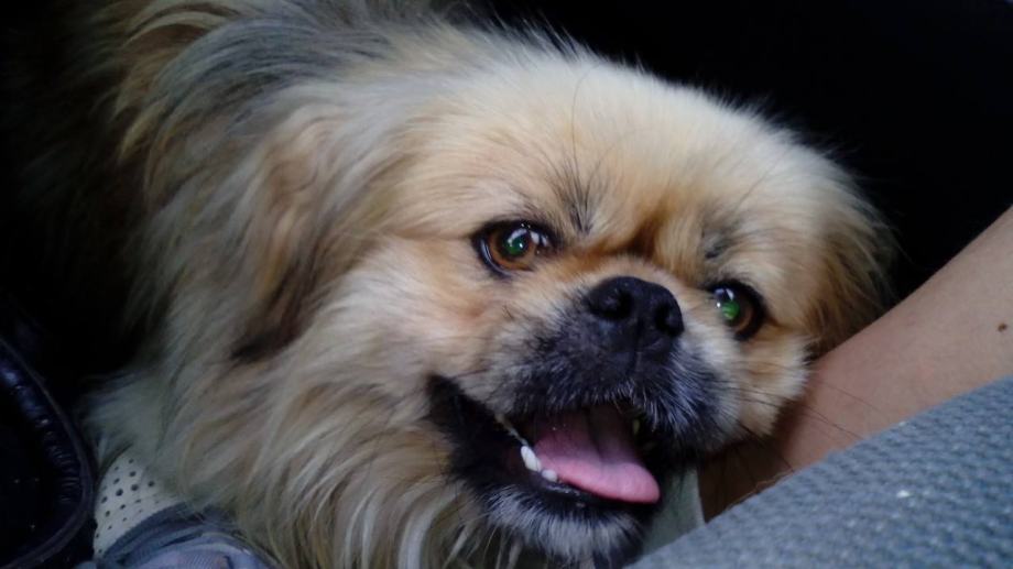 Pekinezer - mali kućni pas