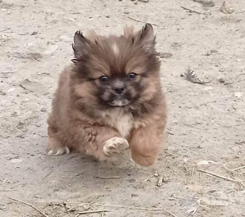 pekinezer zensko stene