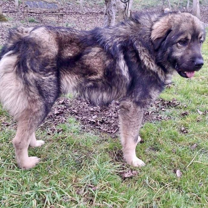 PETAR, krasni i dobri mješanac šarplaninca traži spas iz azila