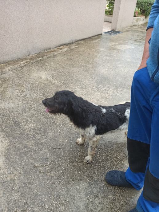 Poklanja se mladi pas *ISTRA