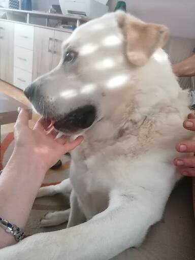 POKLANJA SE pas mješanac