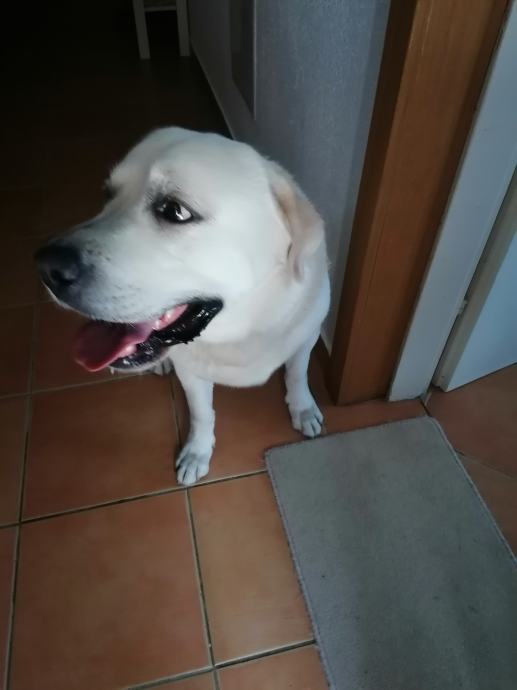 POKLANJA SE pas mješanac