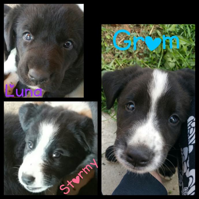 Poklanjam 3 stenca u tipu labrador/samojed