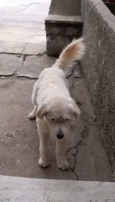 Poklanjam mješanca labradora i pudlice - Labradoodle