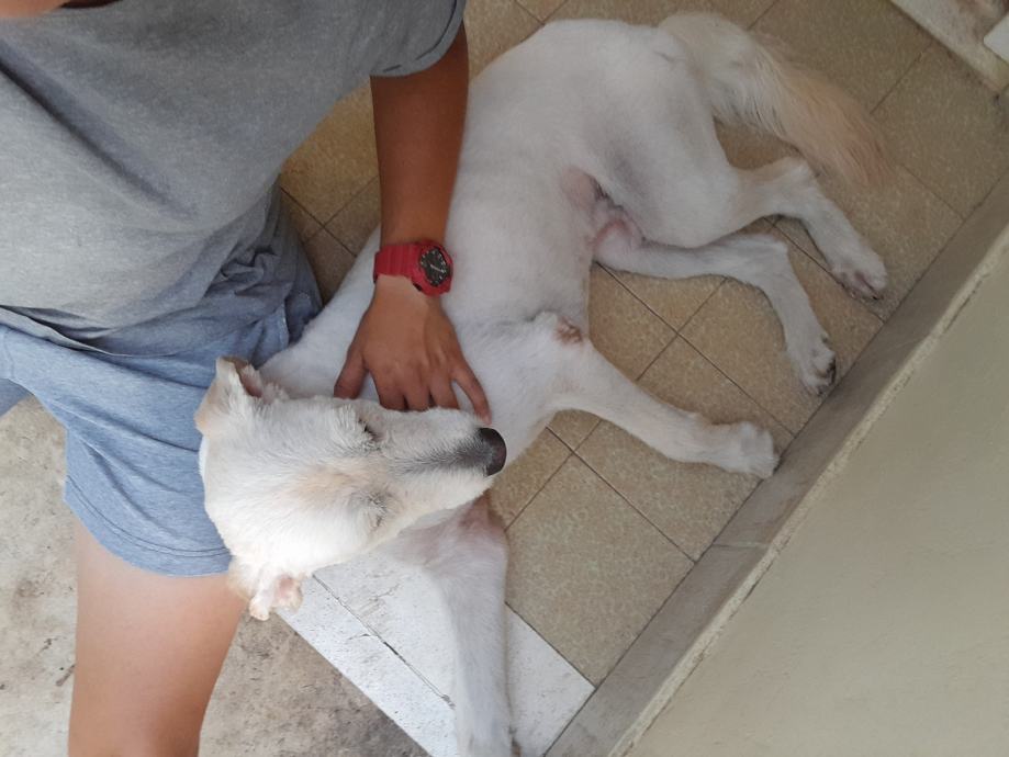 Poklanjam mješanca labradora i pudlice - Labradoodle