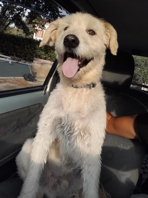 Poklanjam mješanca labradora i pudlice - Labradoodle