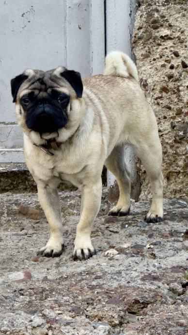 Poklanjam Mopsa u dobre ruke