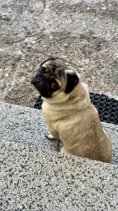 Poklanjam Mopsa u dobre ruke