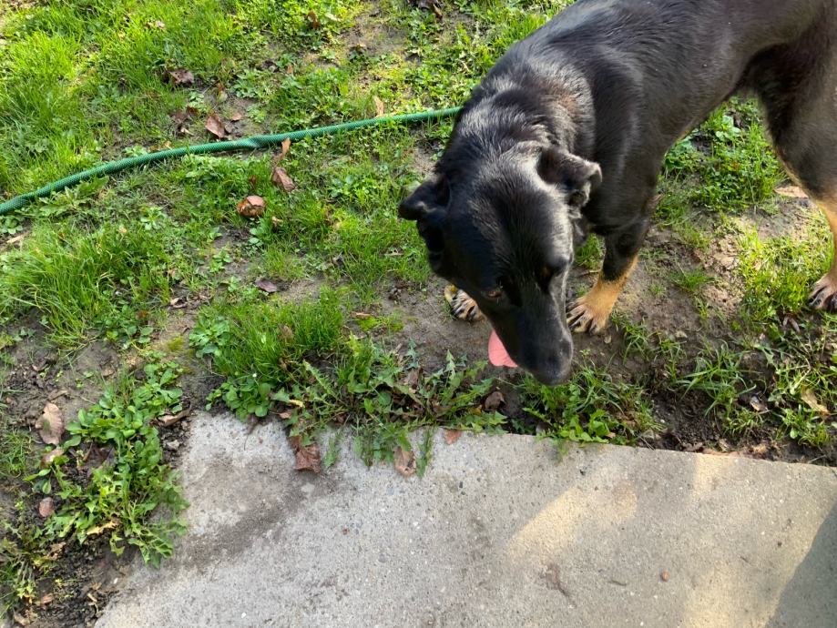 Poklanjam psa mjesanca vuce ka vrsti Labrador