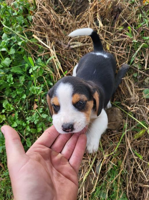 Poklanjam stence mjesance