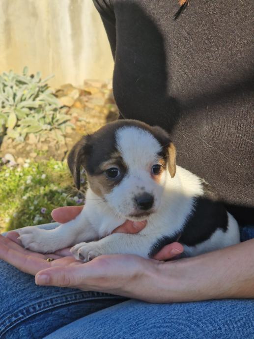 Poklanjam stence mjesance!