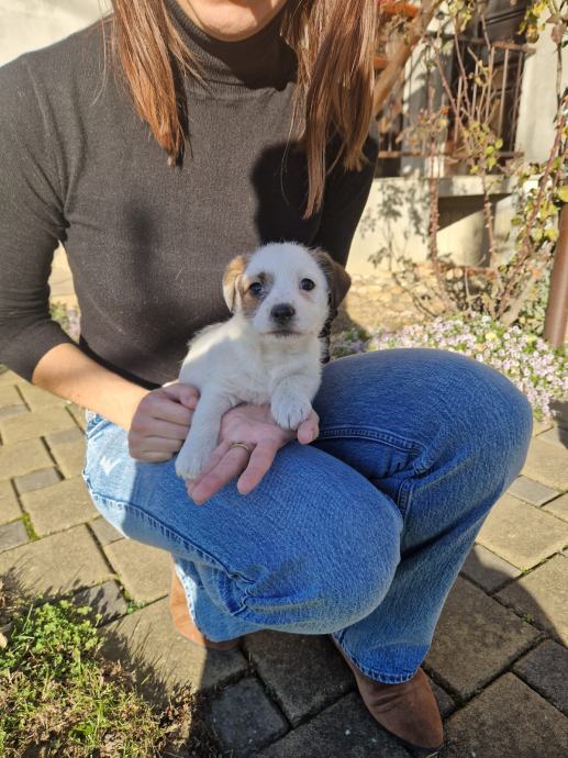 Poklanjam stence mjesance!