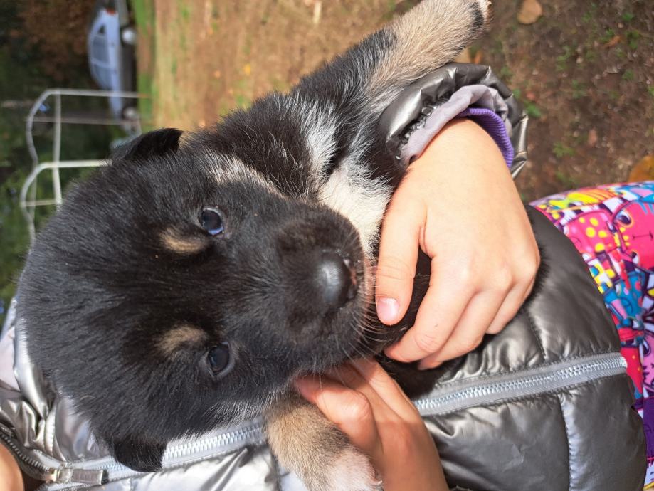 Poklanjam stence njemackog ovcara i haskija