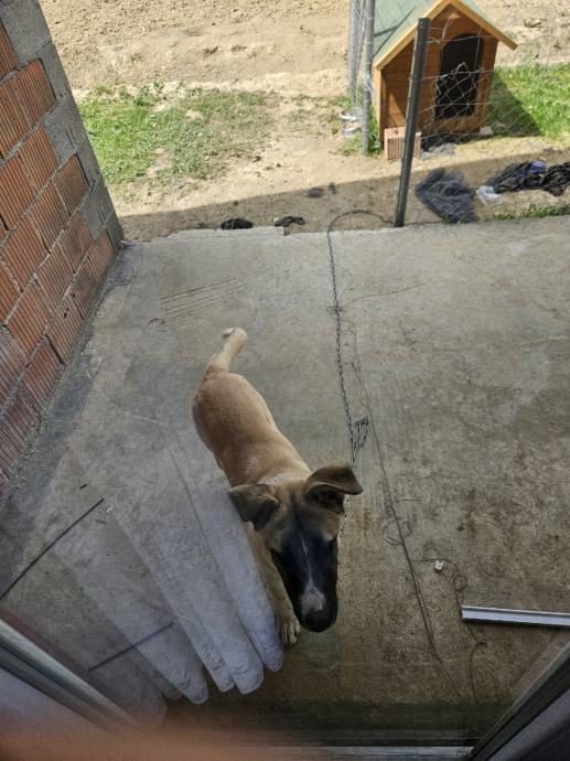 Poklanjam štene kangala