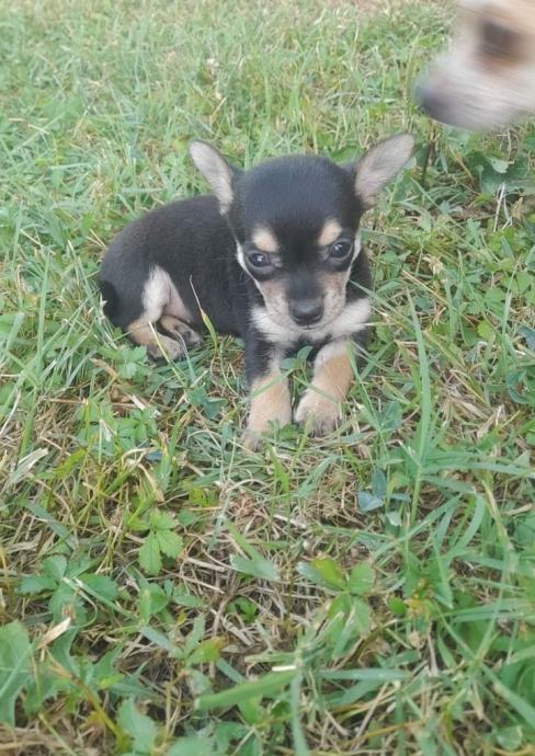 Poklanjam žensko stene mjesanac civave