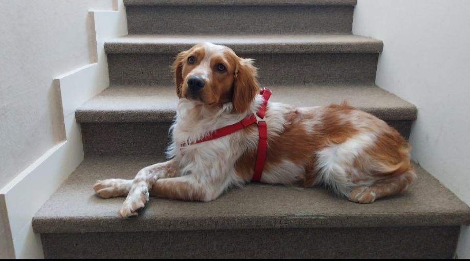 Poklanjamo francuski bretonac