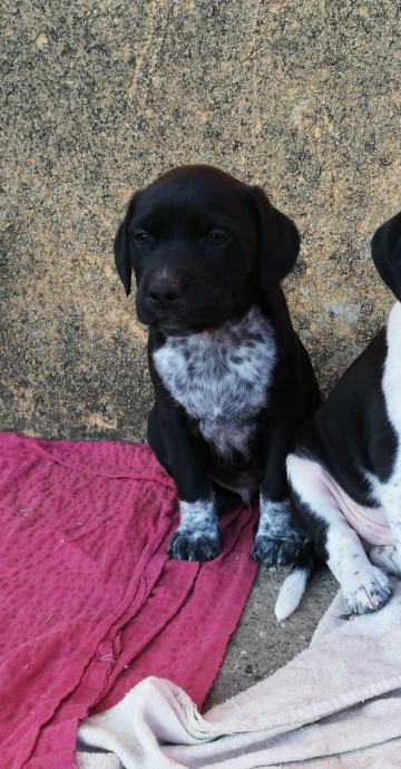 Poklanjamo musko i zensko stene