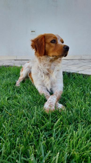 poklanjam psa bretonac - maza, obiteljski pas