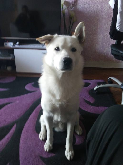 Poklanjan navedenog psa- samojed labrador