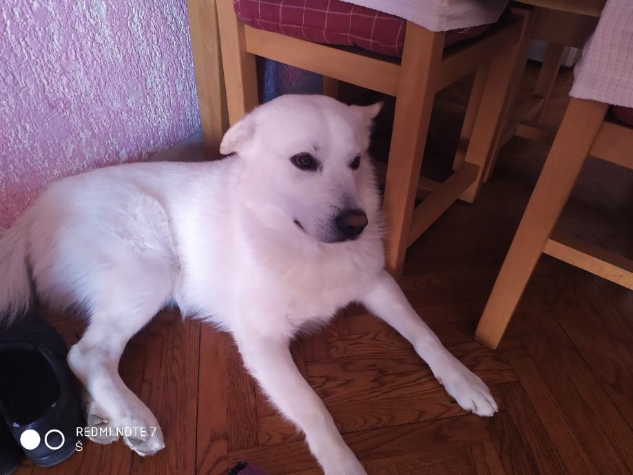 Poklanjan navedenog psa- samojed labrador