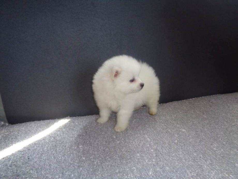 POMERANAC BOO Štene