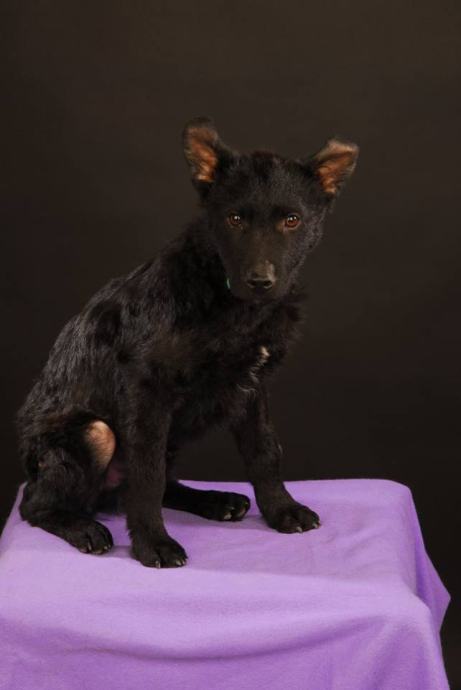 Prekrasan štenac star tri mjeseca traži dom - Lui